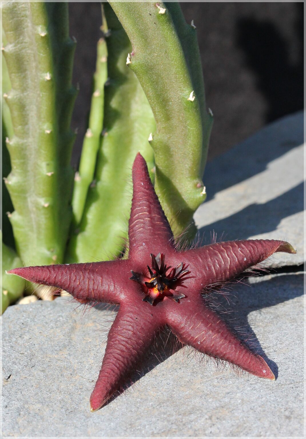 Stapelia hirsuta - International Stapeliad Group